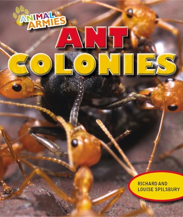 Ant Colonies | Rosen Classroom