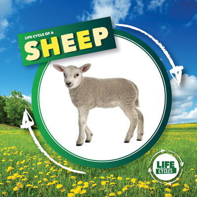 Life Cycle of a Sheep | Rosen Classroom