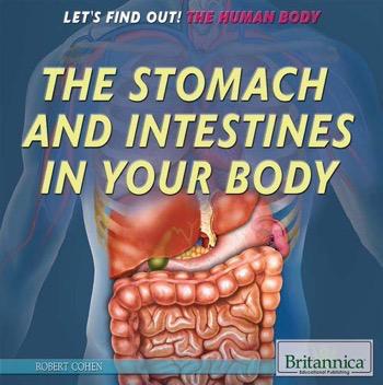 The Stomach and Intestines in Your Body | Rosen Classroom