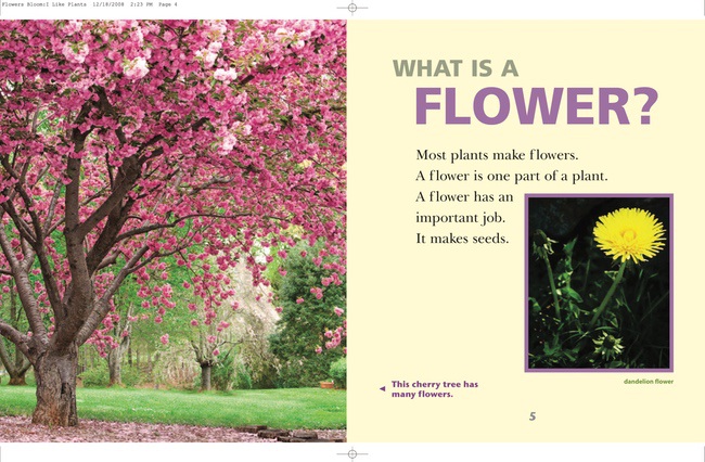 Flowers Bloom! | Rosen Classroom