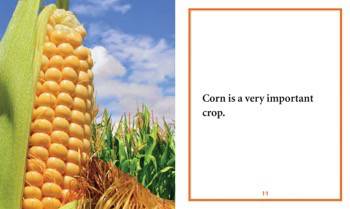 Corn | Rosen Classroom