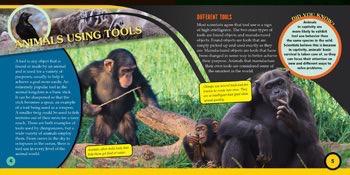 Chimpanzees and Other Animals That Use Tools and Weapons | Rosen Classroom