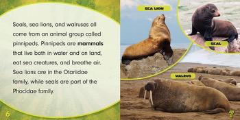 Seal or Sea Lion? | Rosen Classroom