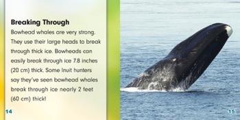200-Year-Old Bowhead Whales! | Rosen Classroom