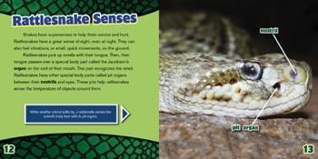 Rattlesnakes | Rosen Classroom