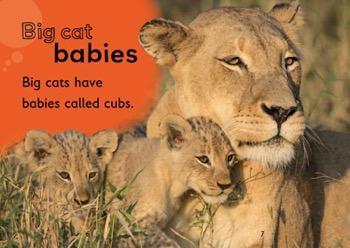 Big Cats | Rosen Classroom