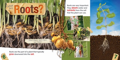 Roots | Rosen Classroom