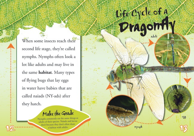 Insect Life Cycles | Rosen Classroom