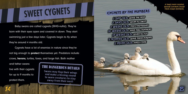 Nasty Swans | Rosen Classroom