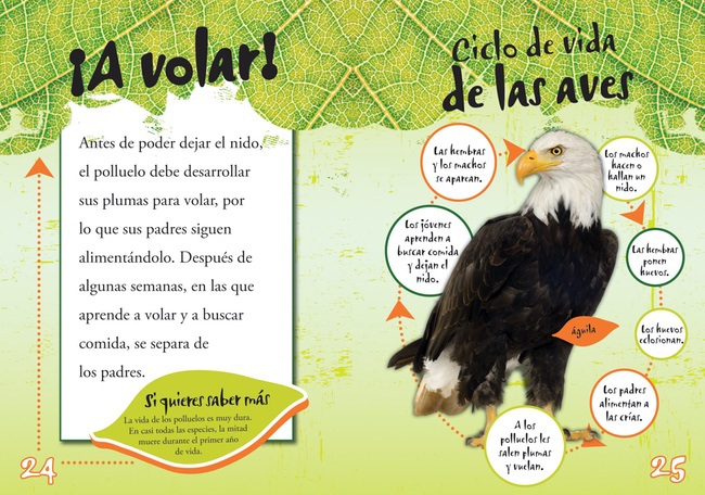Los ciclos de vida de las aves (Bird Life Cycles) | Rosen Classroom