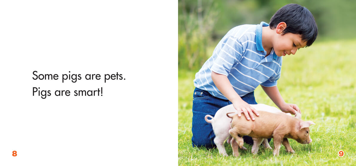 Pigs from Head to Tail | Rosen Classroom