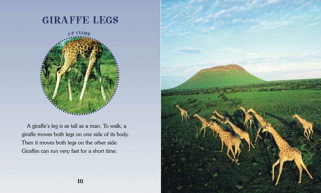 Giraffes Up Close | Rosen Classroom